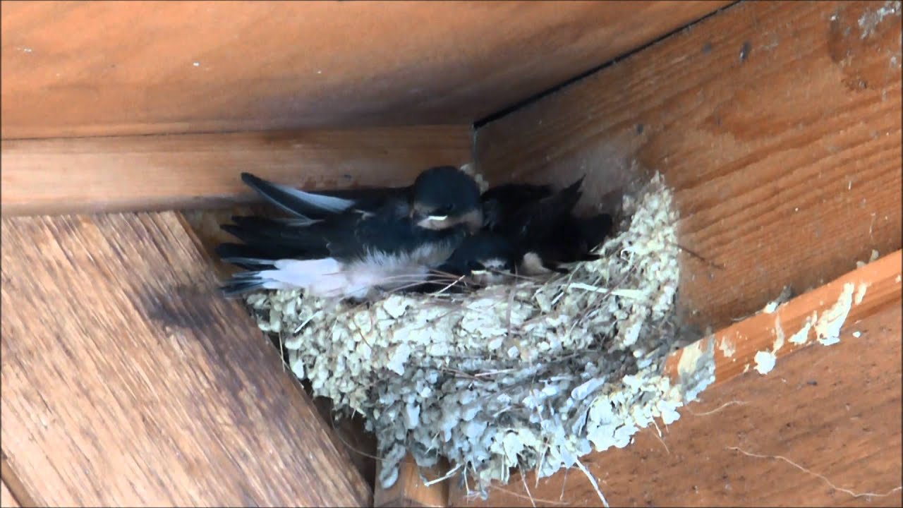 Feeding time for fledgling Barn swallows (Hirundo rustica) - YouTube