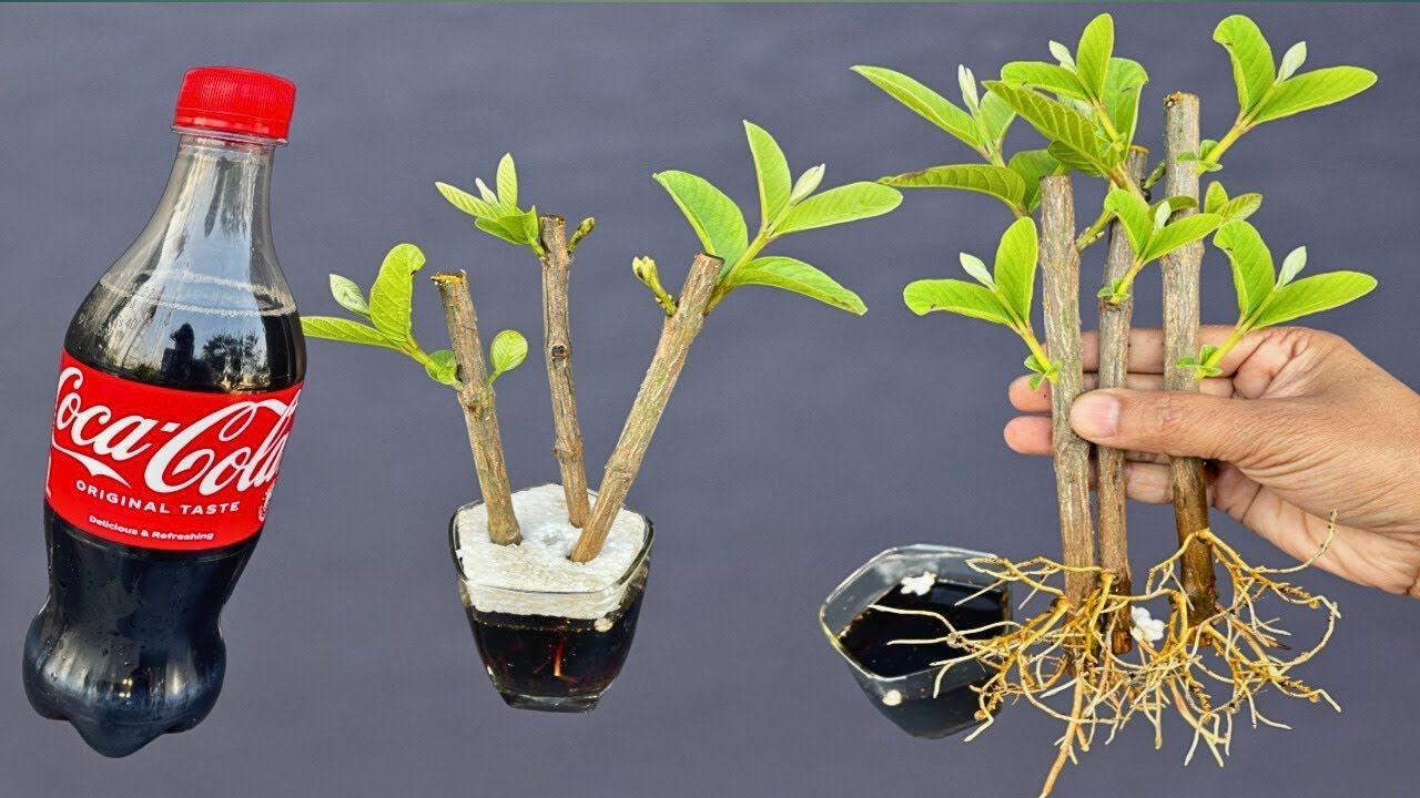 NEWEST UNIQUE TECHNIQUE for propagating GUAVA trees using DRYING method ...