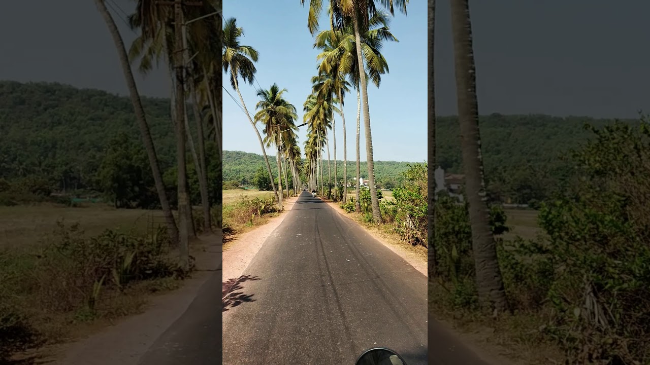 Goa road side coconut tree plantation🌴 - YouTube