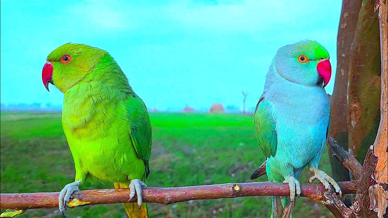 Amazing Ringneck parrot Talking Natural sounds/voice Tota ki video ...
