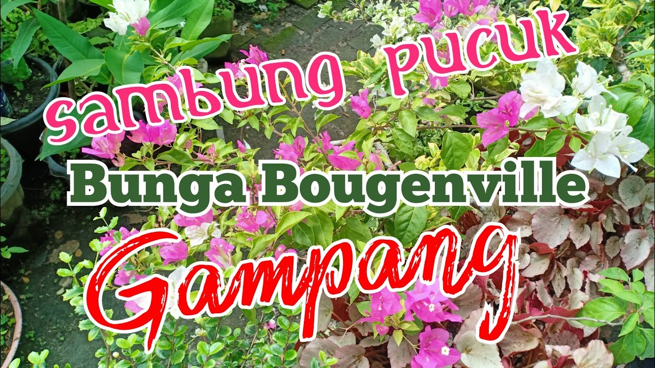 Sambung pucuk bunga Bougenville cara praktis dan gampang - YouTube