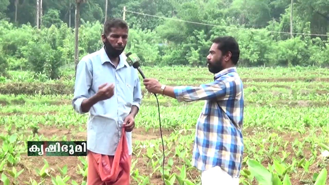 ARROWROOT FARMING (KUVA KRISHI) - YouTube