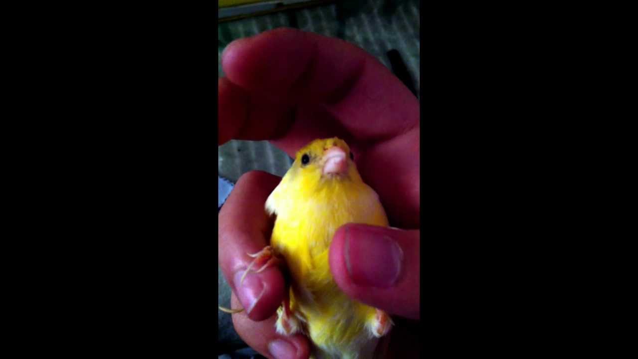 Cute Canary - YouTube