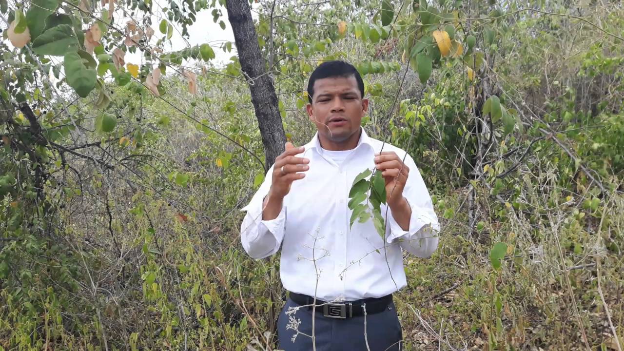 Plantas Sagradas y sus Propiedades Curativas el Guacimo - YouTube