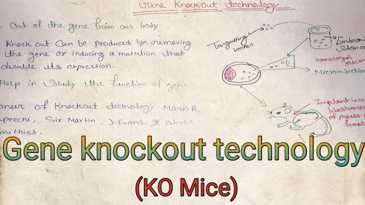 Knockout technology (KO Mice) , biotechnology notes , medical notes ...