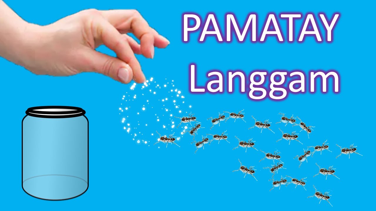 Mabisang Pampawala ang Pesteng Langgam Sa Bahay: Pamatay Pangontra Ants ...