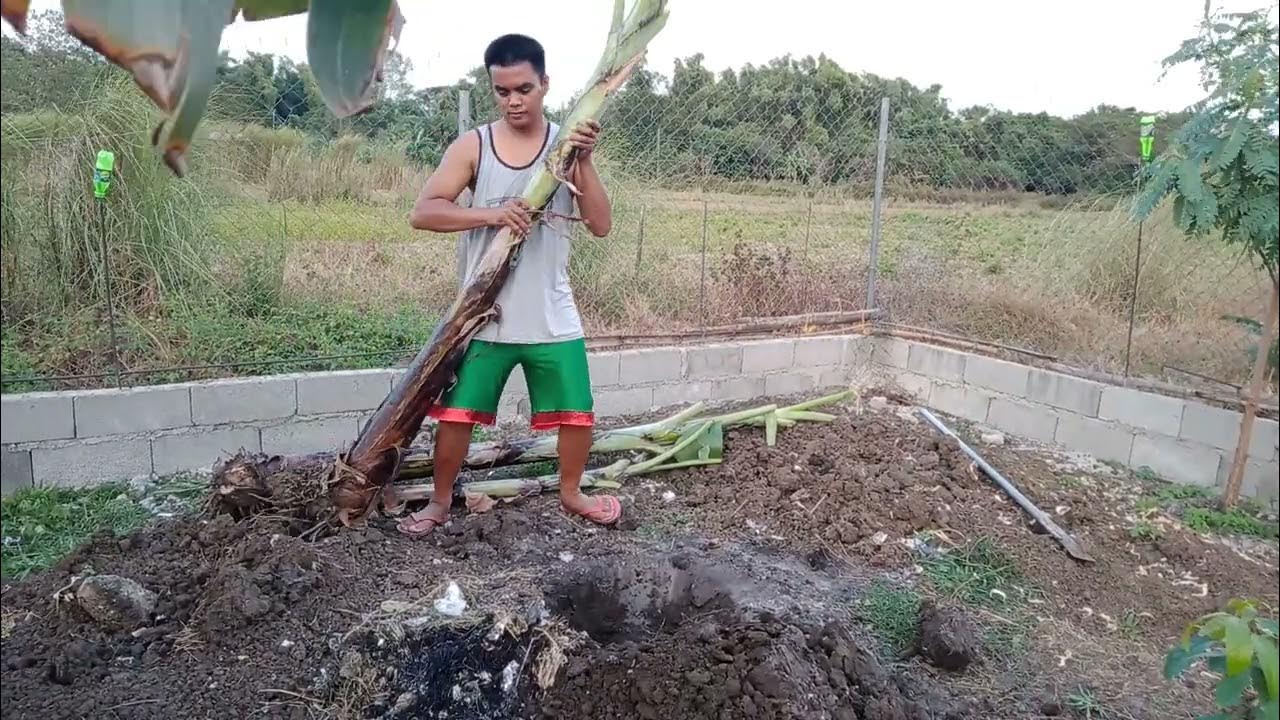 Magtanim tayo ng saging sa bakuran para may anihin pagdating ng araw - YouTube