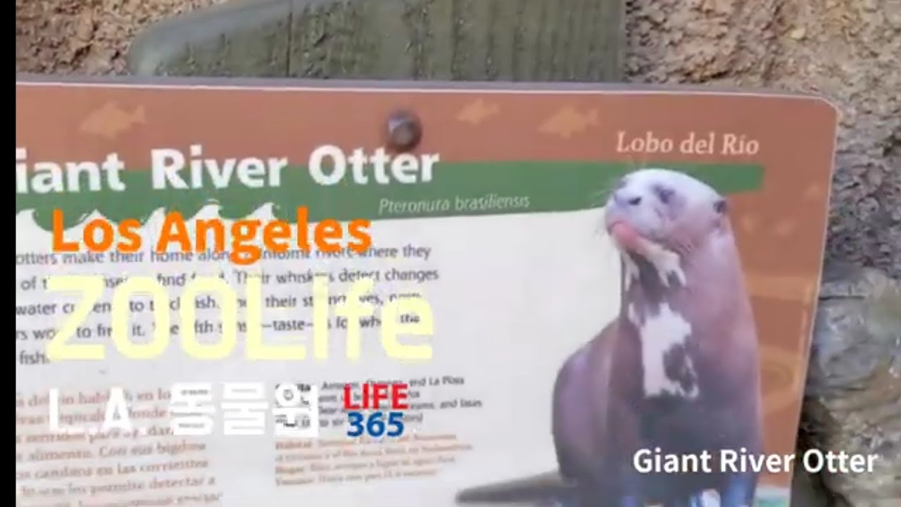 Los Angeles ZooLife Animals Giant River Otter - YouTube