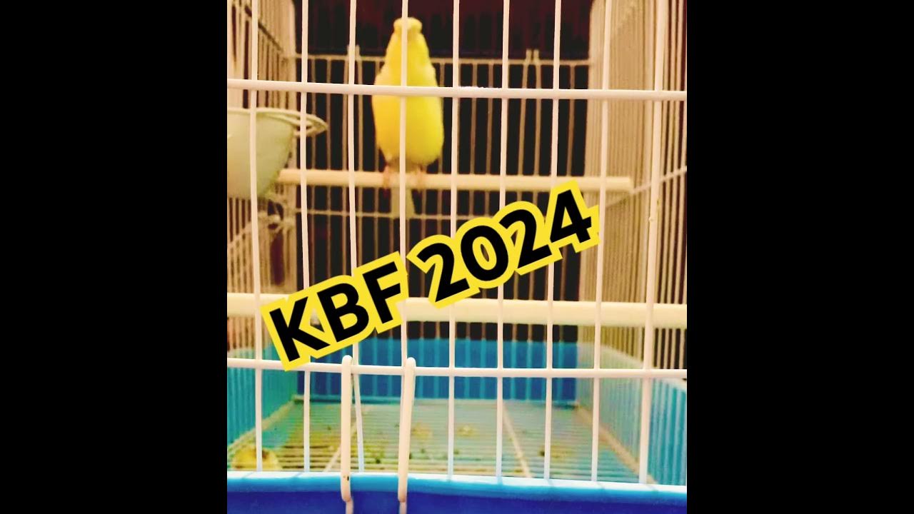 The only reason good sound best quality KBF 2024 - YouTube