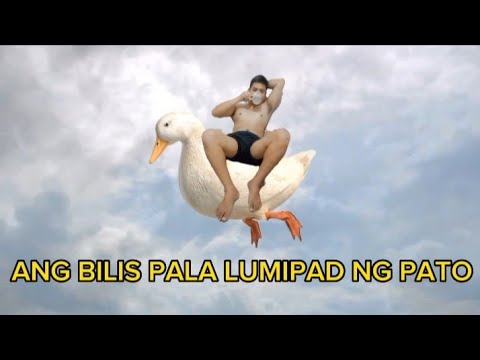 PATO NA LUMILIPAD #Short video 😲😲😲
