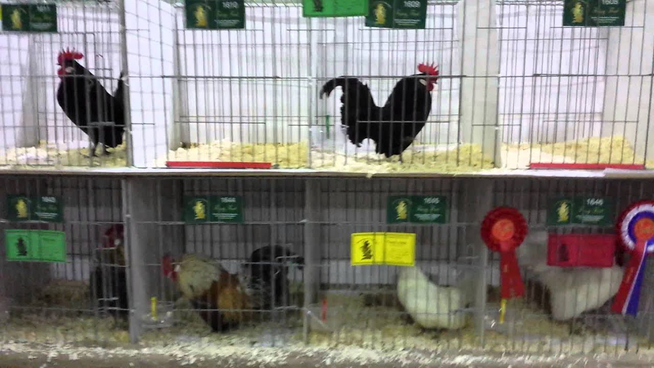 Dutch Bantams at The Federation Show 2014 Part Two - YouTube