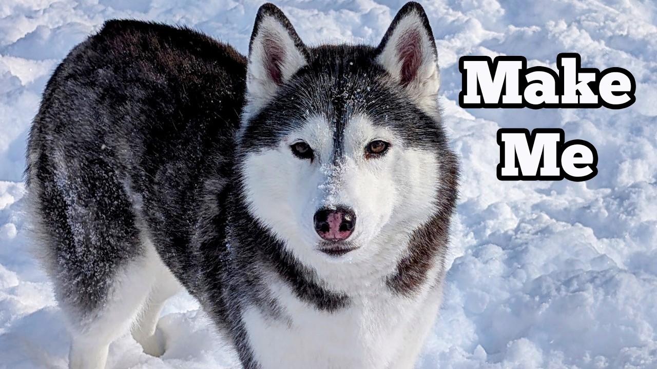 Will My Husky Come Inside During a Snow Storm? Or Get the Zoomies ...
