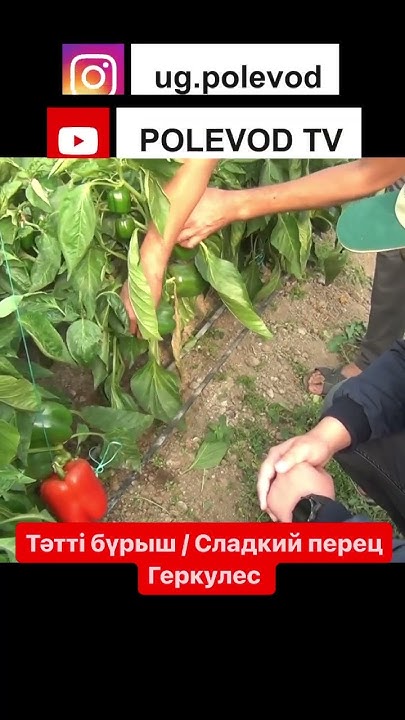 Тәтті бұрыш \ Сладкий перец ГЕРКУЛЕС #перцы #агробизнес #теплица # ...
