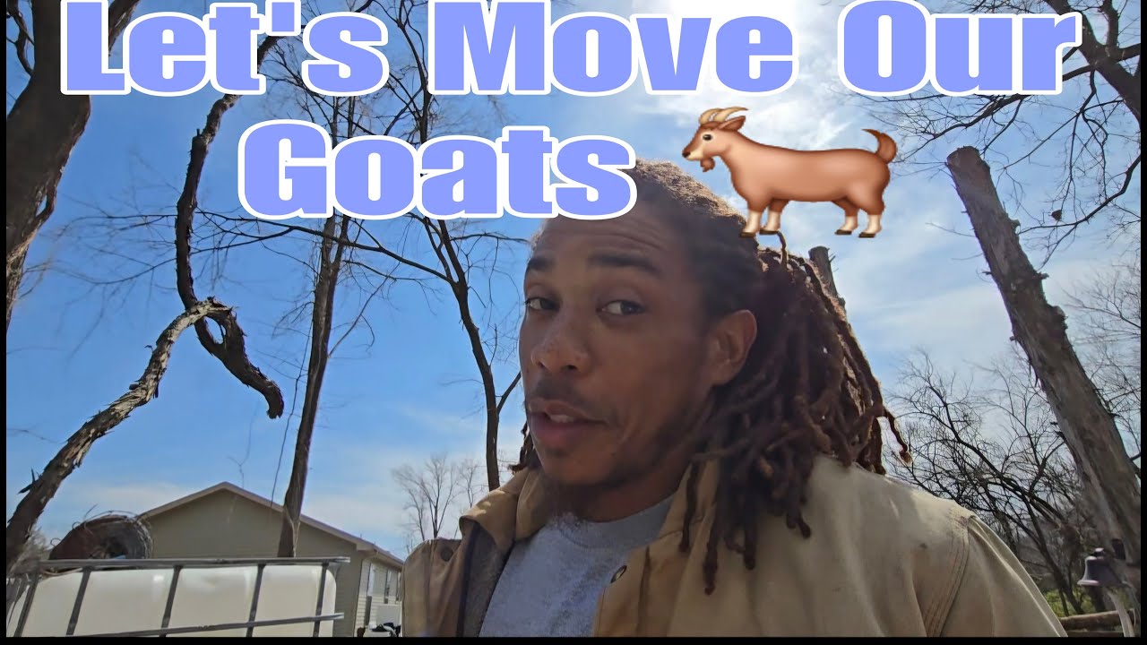 Rotational Grazing in Action: Moving Goats & Fixing Fence Posts - YouTube