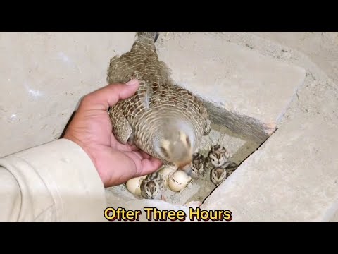 king quail brids eggs 🥚 hatching - YouTube