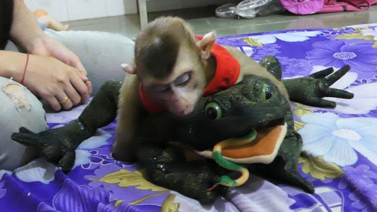 Monkey Baby Dodo Hug Frog And Wonder What's That In Frog Mouth - YouTube