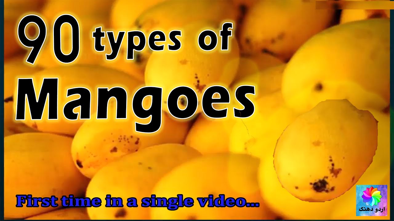 90+ Types of Mangoes in Pakistan 2020 | Mango the king of Fruit | World ...