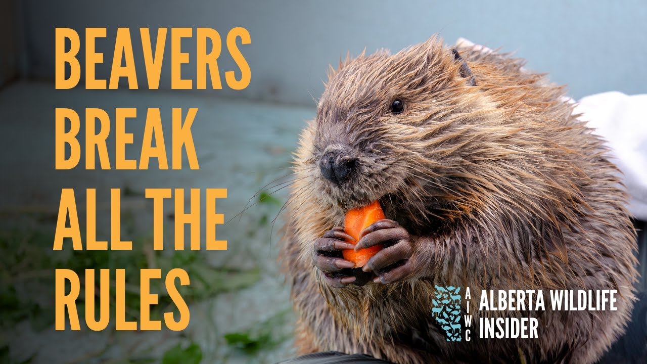 How we prepare orphaned beavers for the wild! - YouTube