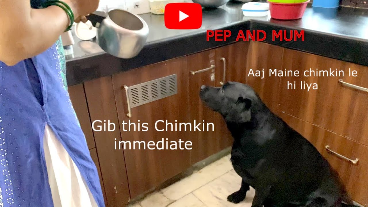 A Dog’s Guide to Eating their Favourite Chicken || Pepper ️ Chimkin ...