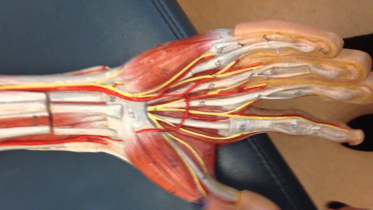 Hand muscle model - YouTube