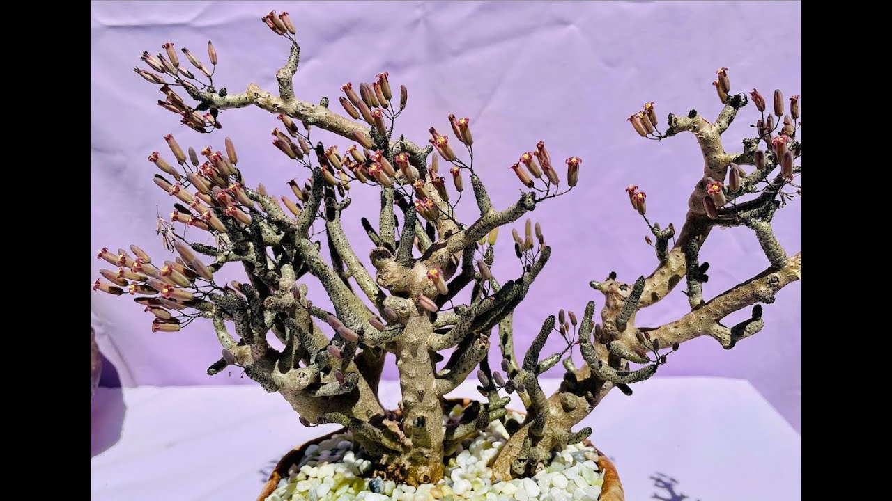 Tylecodon buchholzianus! Bonsai Caudiciform Succulent - Episode 68 ...