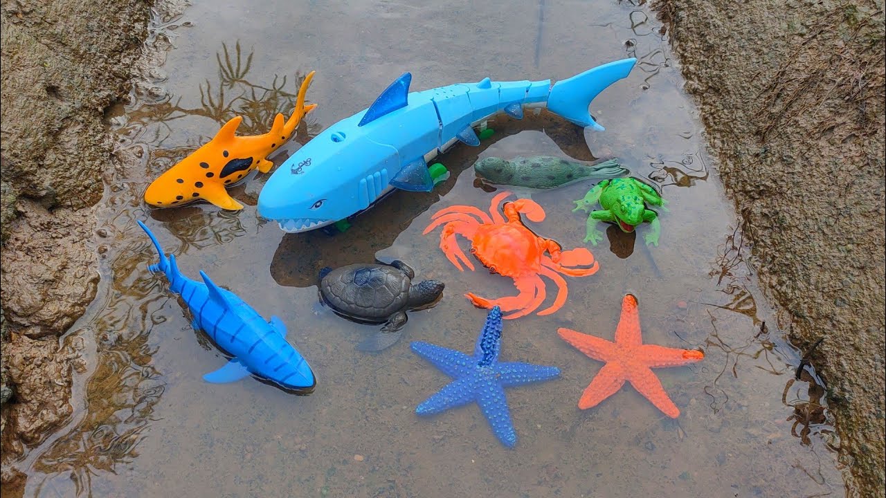 Finding Sea Animal, Frog, Octopus, Squid, Shark, Turtles, Giant Carb ...