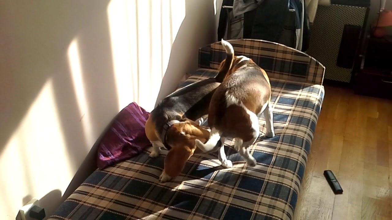 Beagle fight! - YouTube