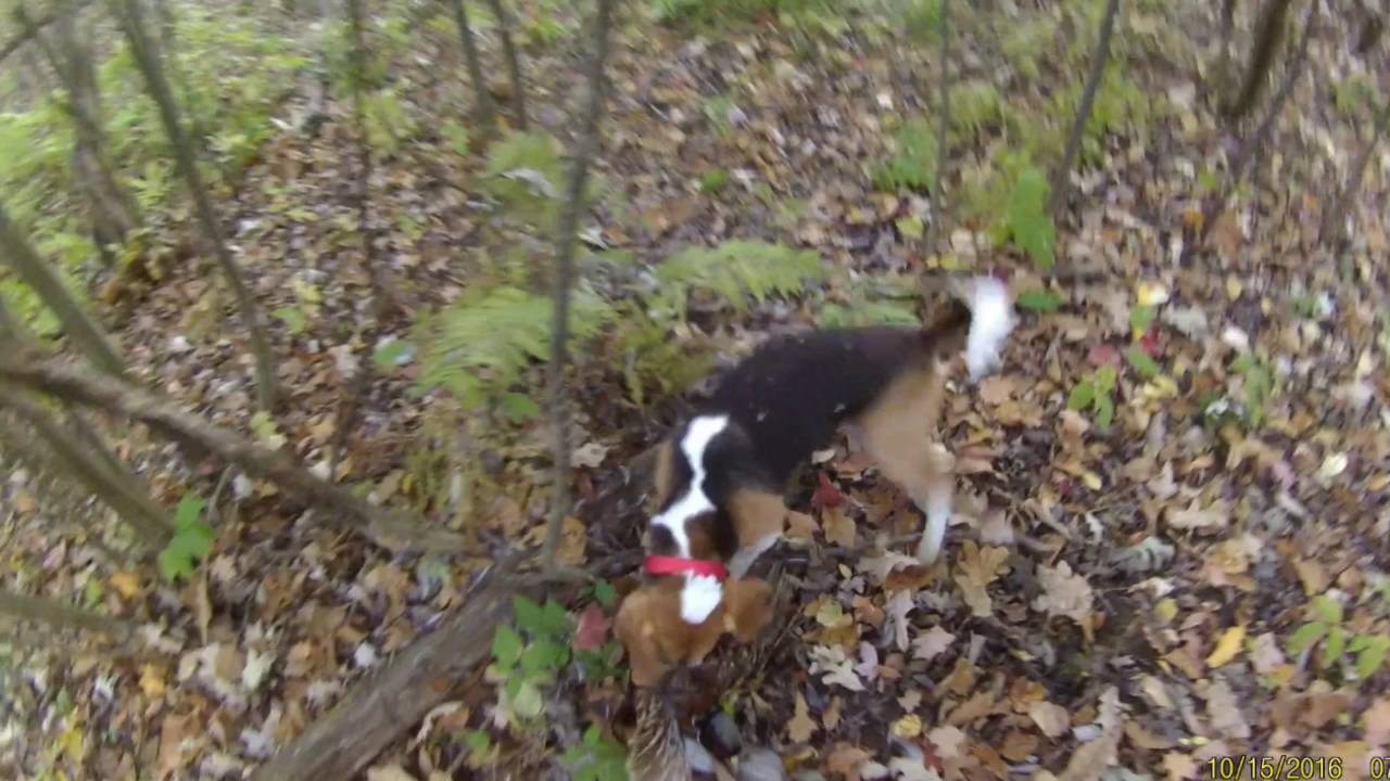 Alabama Swamp Pheasant Hunting 2016 Opening Day - YouTube