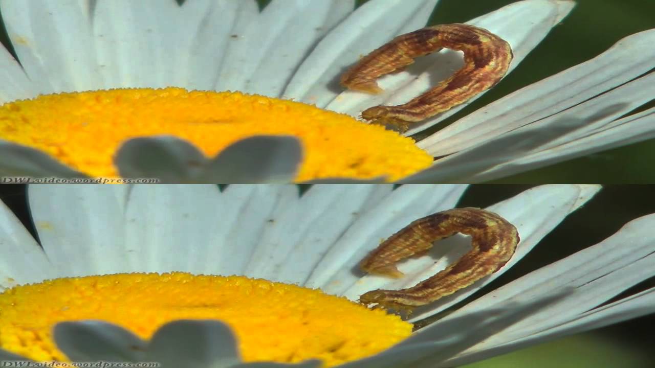 3D Inchworm on Daisy - YouTube