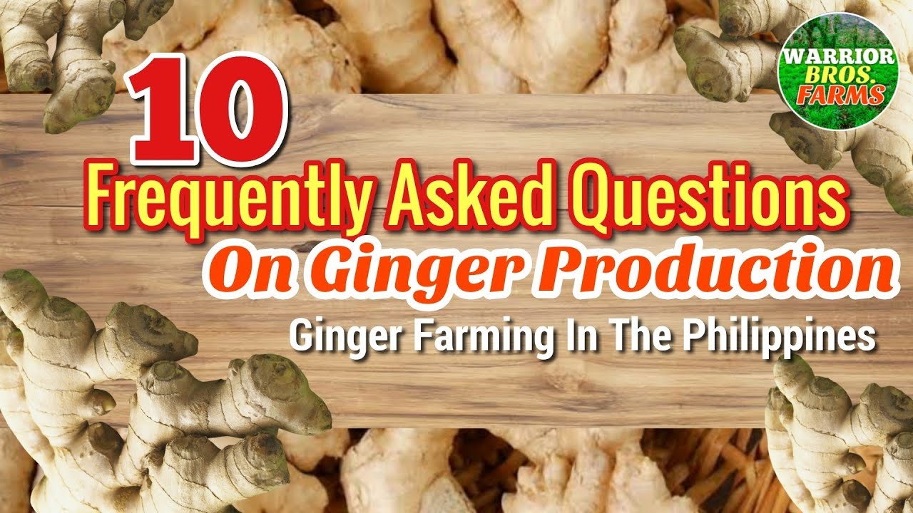 10 Frequently Asked Questions on Ginger Production | Ginger Farming In ...