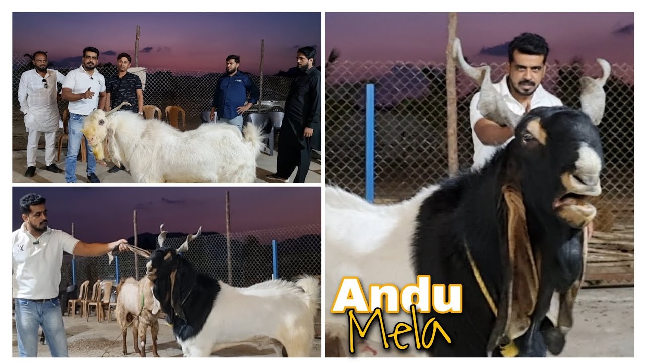 ANDU Mela In Padgha at legend Goat Farm. by Asif STD STAR GOATS FARM ...