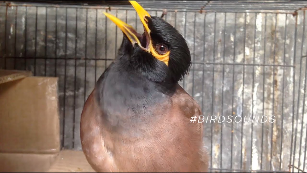 Common Myna Bird Sound | Shalik Pakhi | Acridotheres tristis | Indian ...
