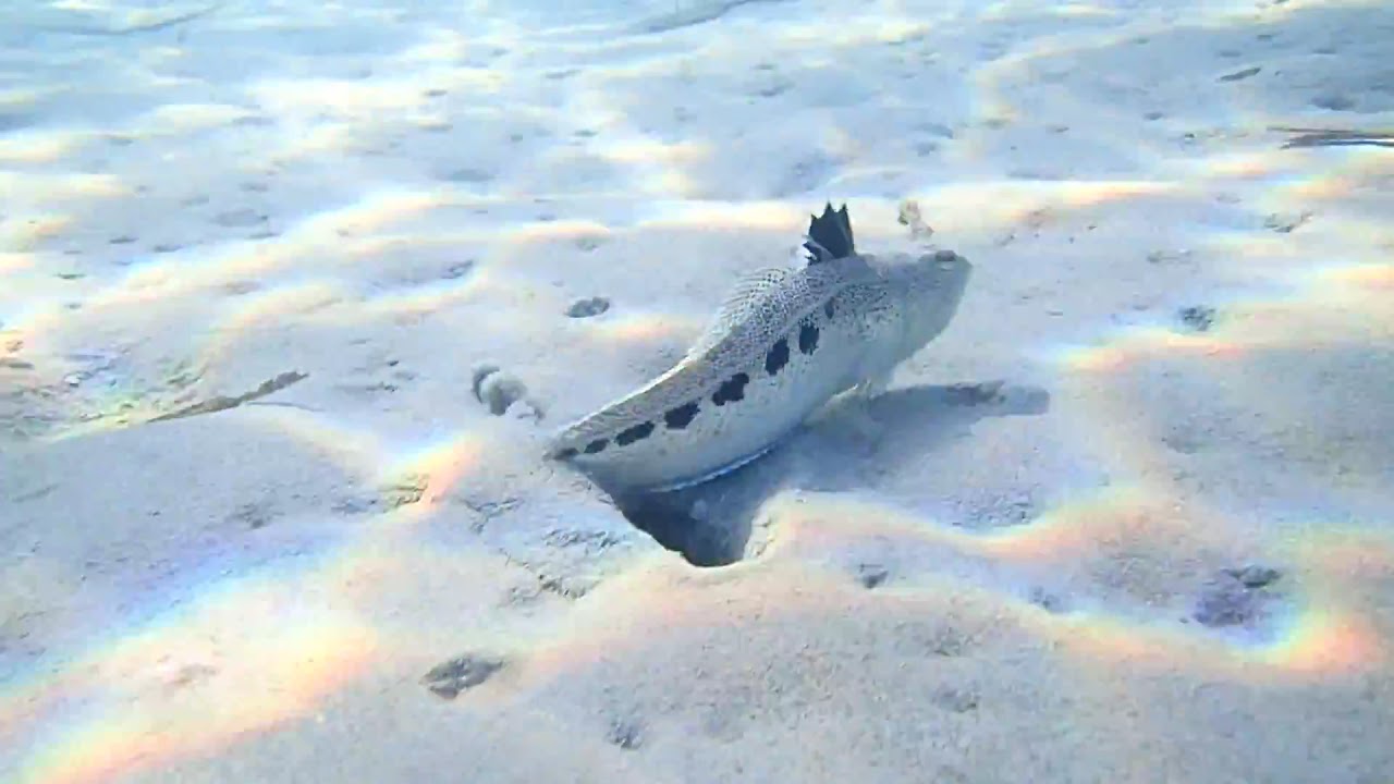 Spotted Weever Fish Displaying Aggression - YouTube