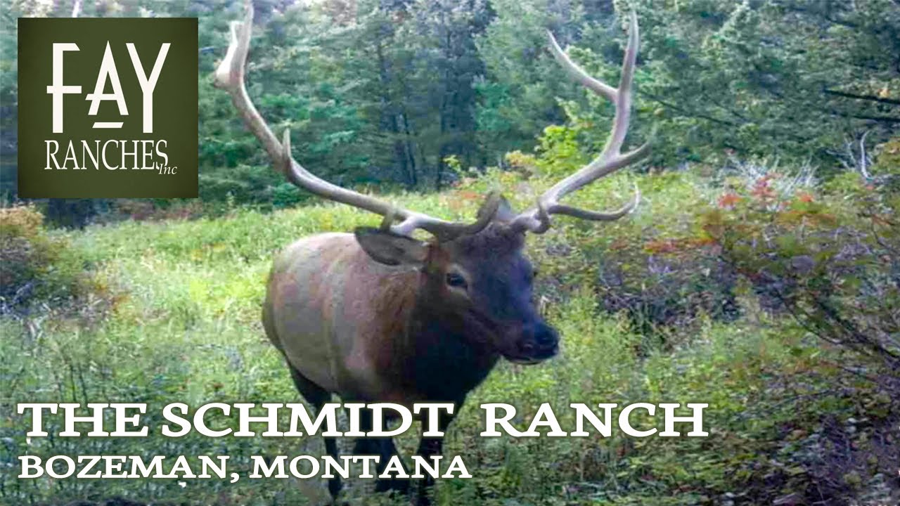 MT Trail Camera Footage | The Schmidt Ranch | Bozeman, MT - YouTube