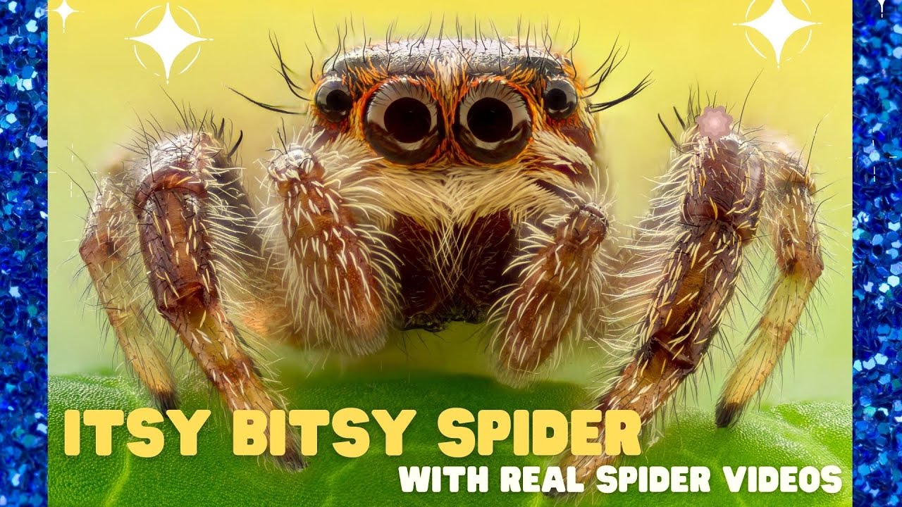 Preschool Songs! Itsy Bitsy Spider Circle Time for School Kids - YouTube