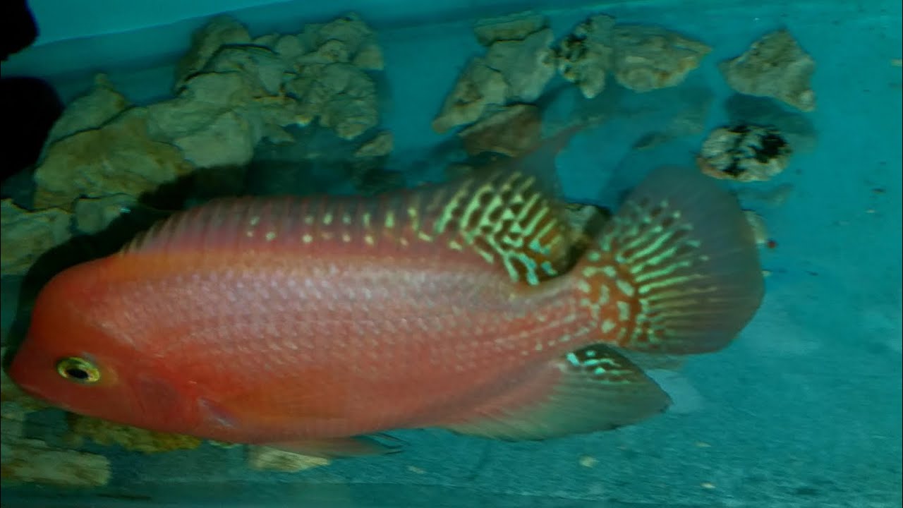 Super Red Classic Kamfa 🇱🇰 - YouTube