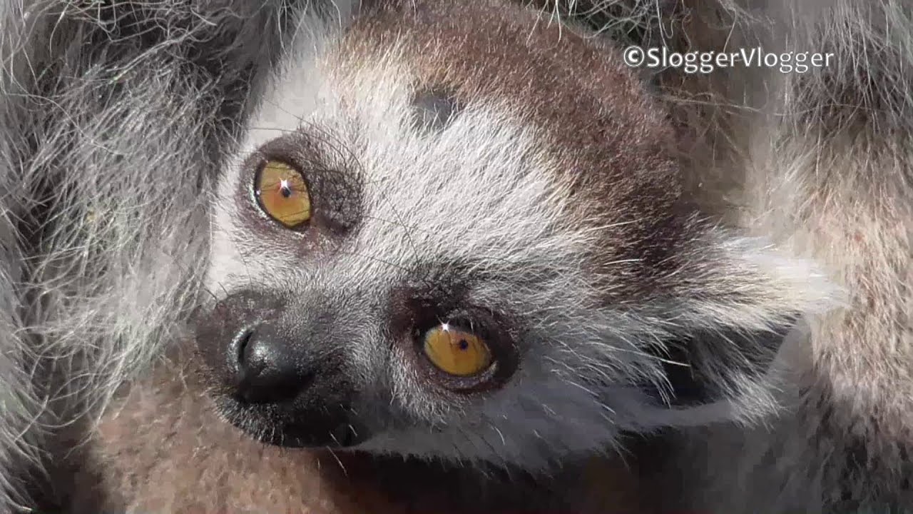 Newborn Baby Lemur Poses For The Camera - YouTube