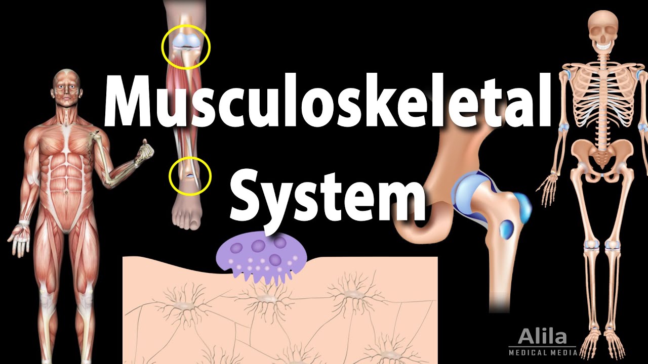 Overview Of The Musculoskeletal System Animation YouTube