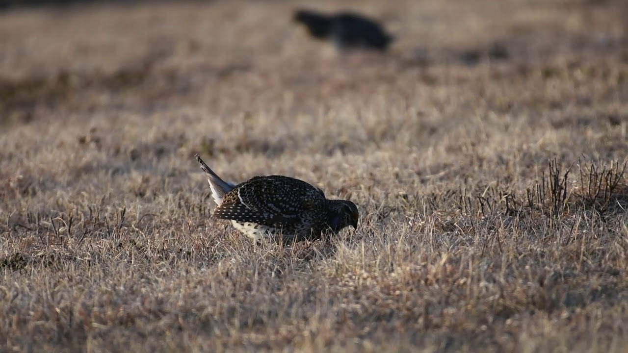 Sharp tailed Grouse dance - YouTube