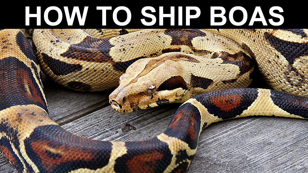 How To Ship Boas - YouTube
