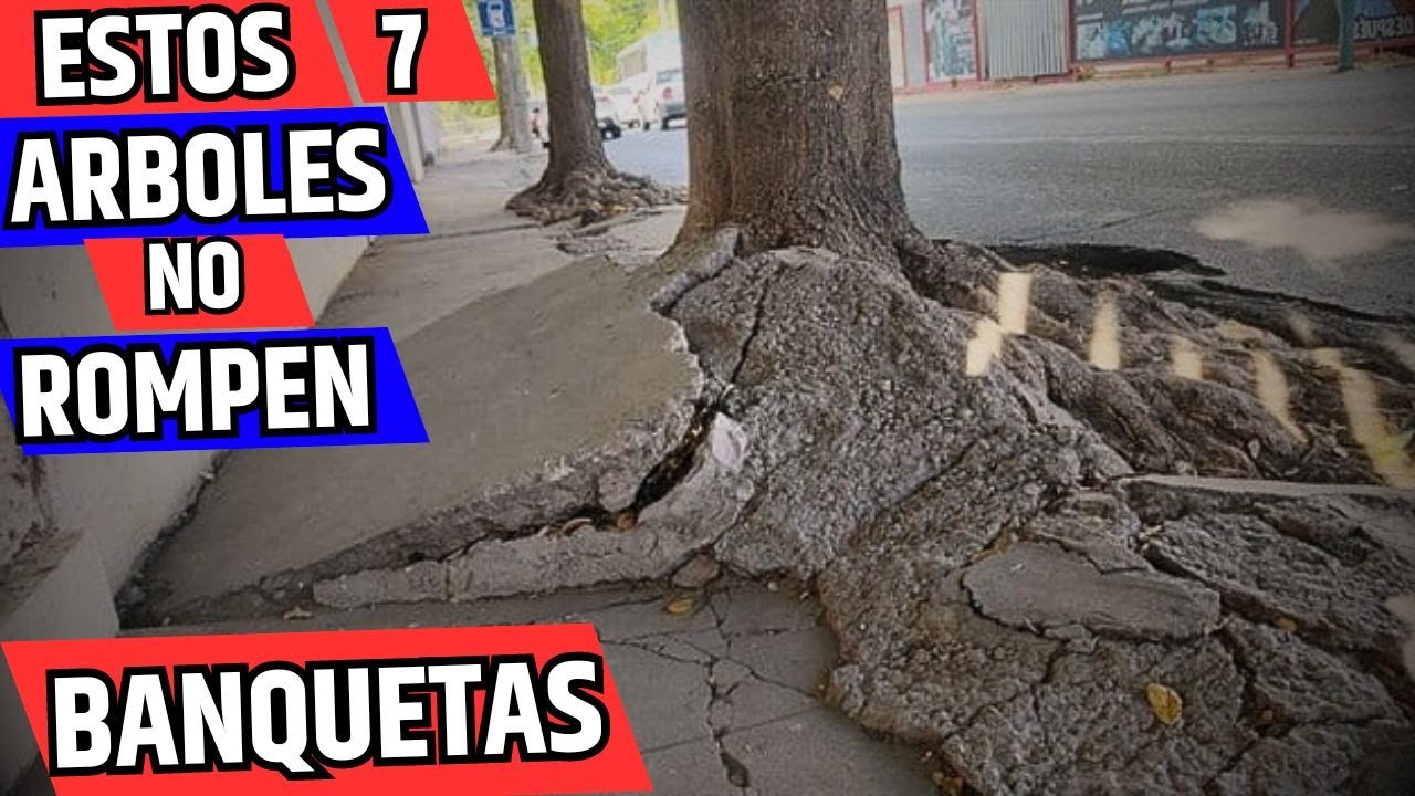 Estos Arboles NO ROMPEN TU BANQUETA o Bardas || Huerto Citadino - YouTube