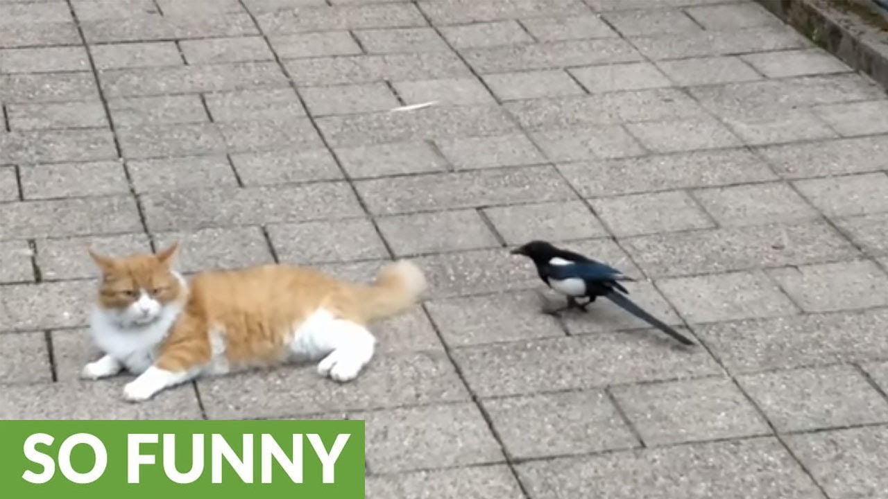 Crazy magpie obsessed with cat's tail - YouTube