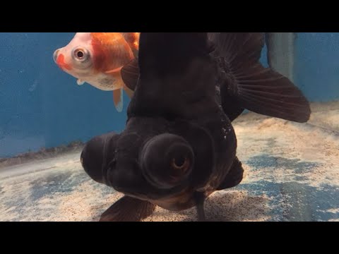 The cutest goldfish variety! What is the demekin goldfish? - YouTube