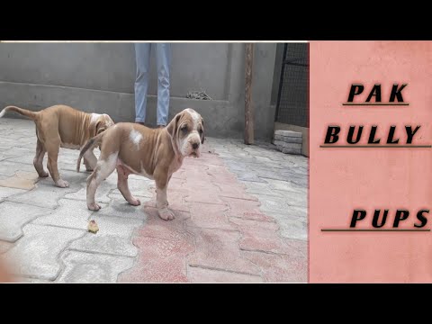 BULLY KUTTA PUPS | PAK BULLY | BULLY KUTTA WORLD | INDIAN BULLY KUTTA ...