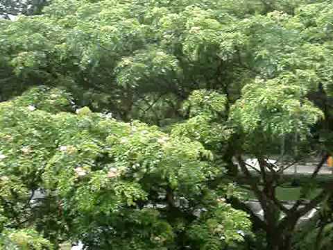 kuok foundation house - YouTube