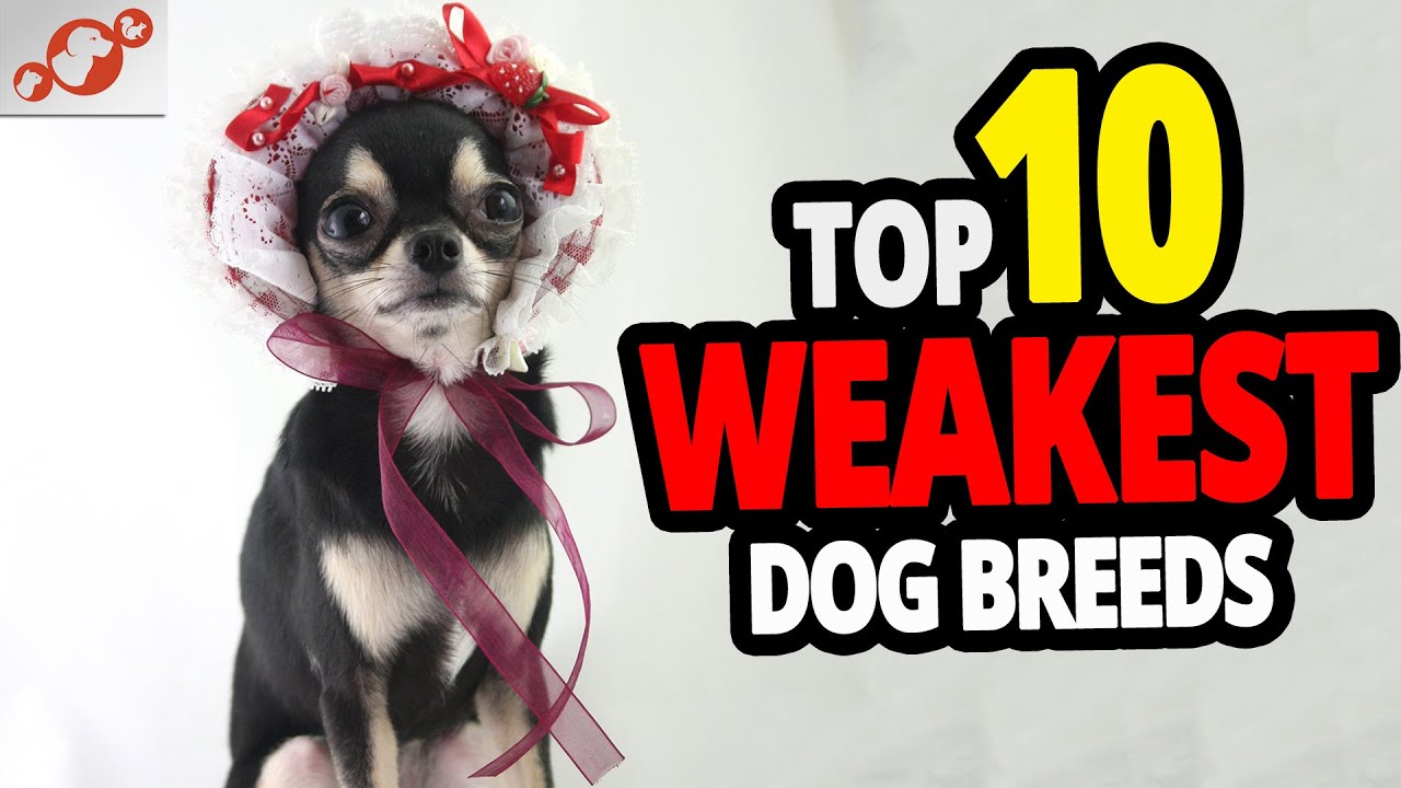 🐕 Weakest Dogs - TOP 10 Weakest Dog Breeds In The World! - YouTube