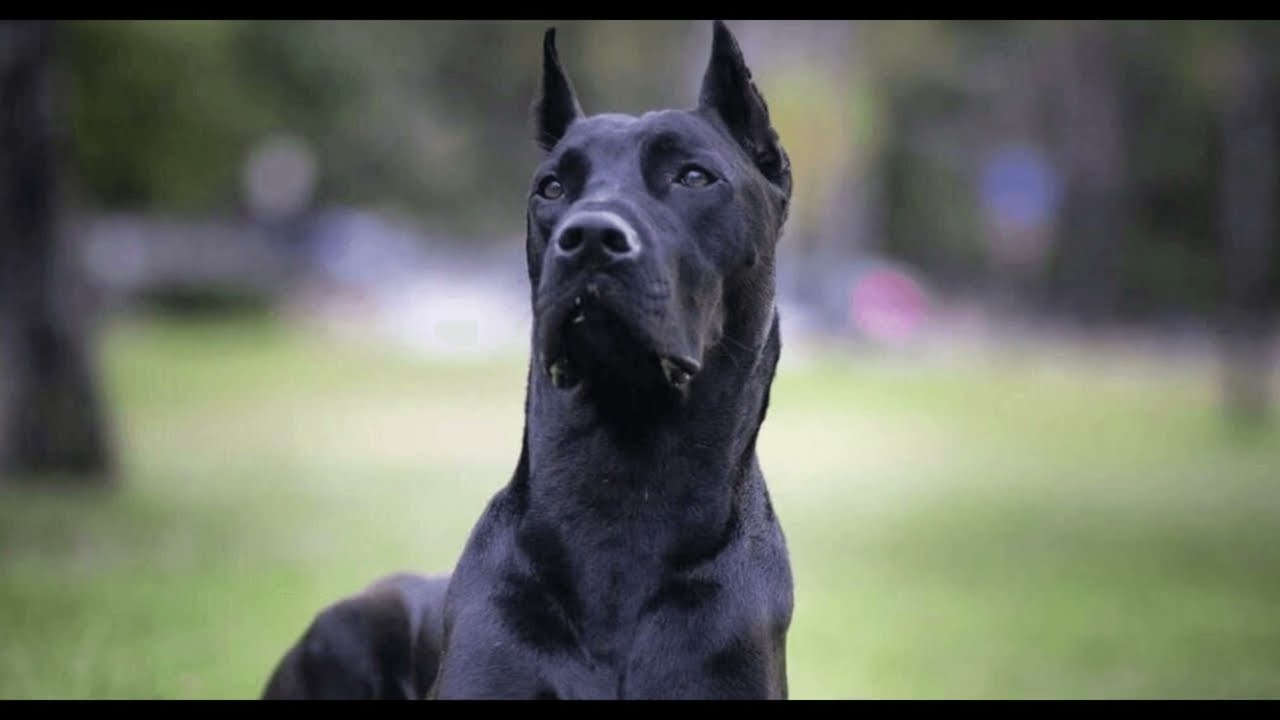Best of Canis Panther | The Black Panther DOG STORM - YouTube