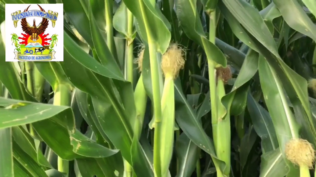 Labores culturales en maíz (Zea Mayz) - YouTube