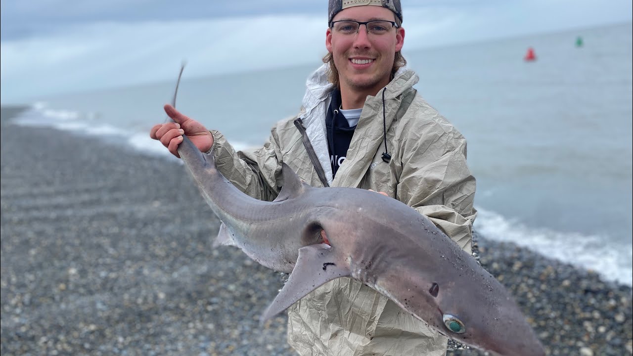 Alaskan Shark Catch Clean and Cook! - YouTube