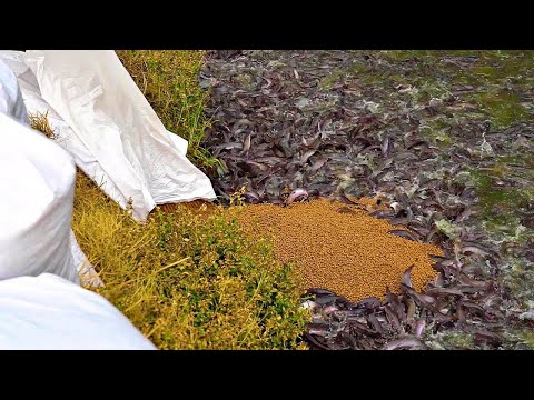 Hybrid Magur fish farming business In India | Million Of Catfish Eating Food in Backward pond p-12